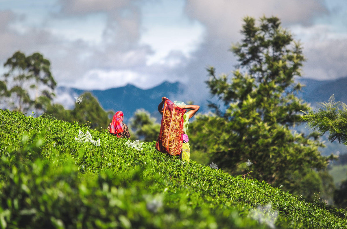 Herbaty Świata - Odkryj Wyjątkowe Smaki Cejlonu | Adalbert's Tea